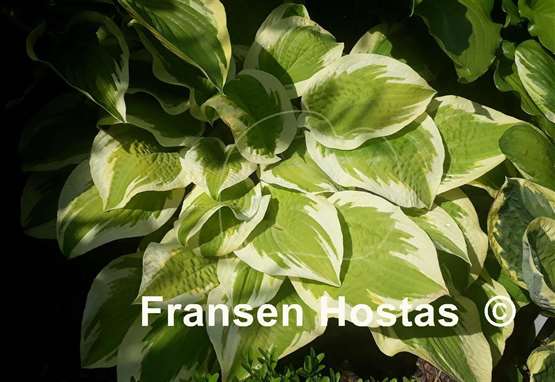 Hosta Delta Dawn - Fransen Hostas